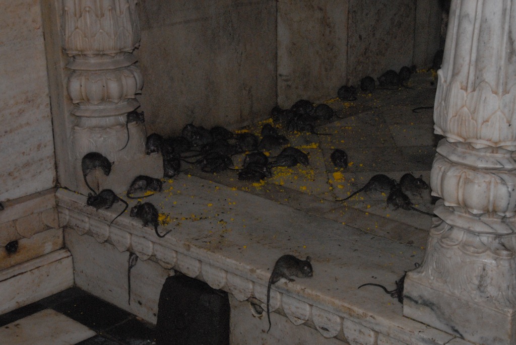 Incredible India – Part 1: Rat Temples, Street Cricket, and the Palaces ...